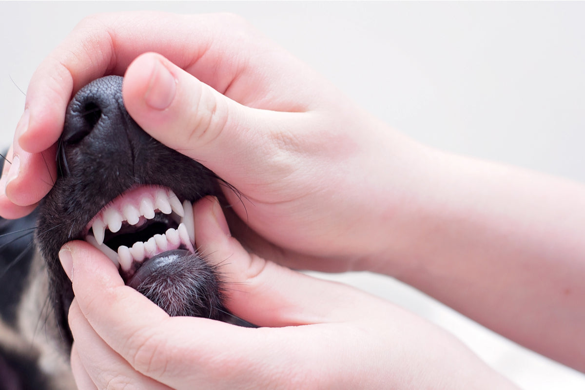 Gum Disease in Pets: Causes, Treatments, and Prevention Tips – petsmile