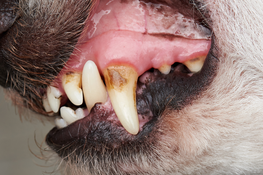 Oral Care for Dogs & Cats | VOHC Recommended Toothpaste – petsmile